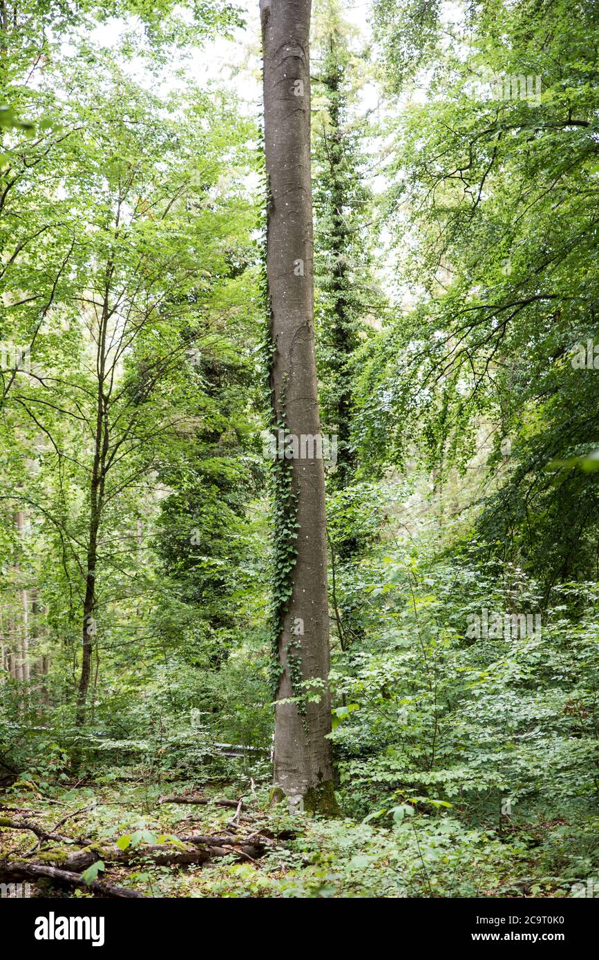 Ivy overgrowing beech trees in wild forest Stock Photo - Alamy
