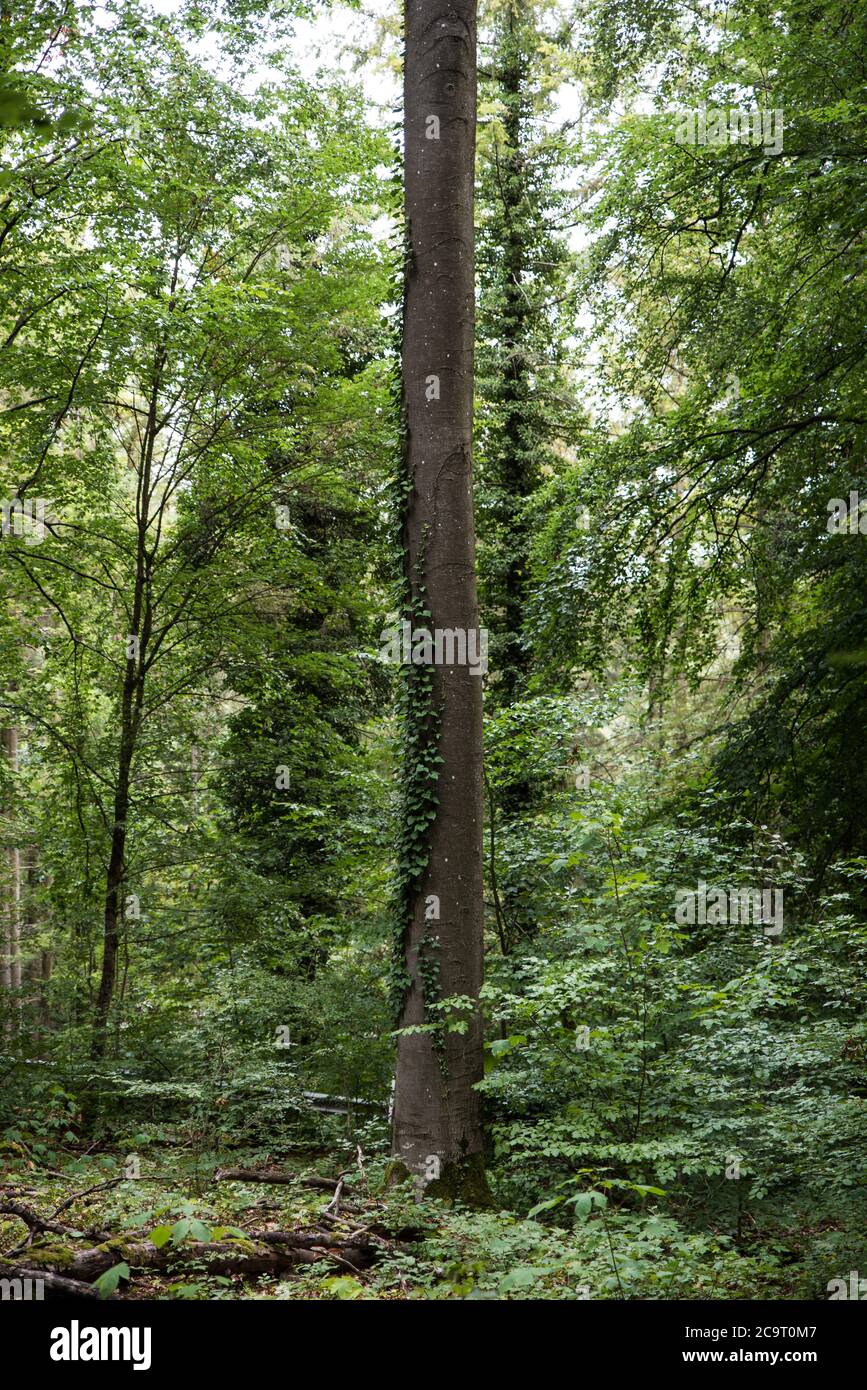 Plant growing growth parasite ivy hi-res stock photography and images ...