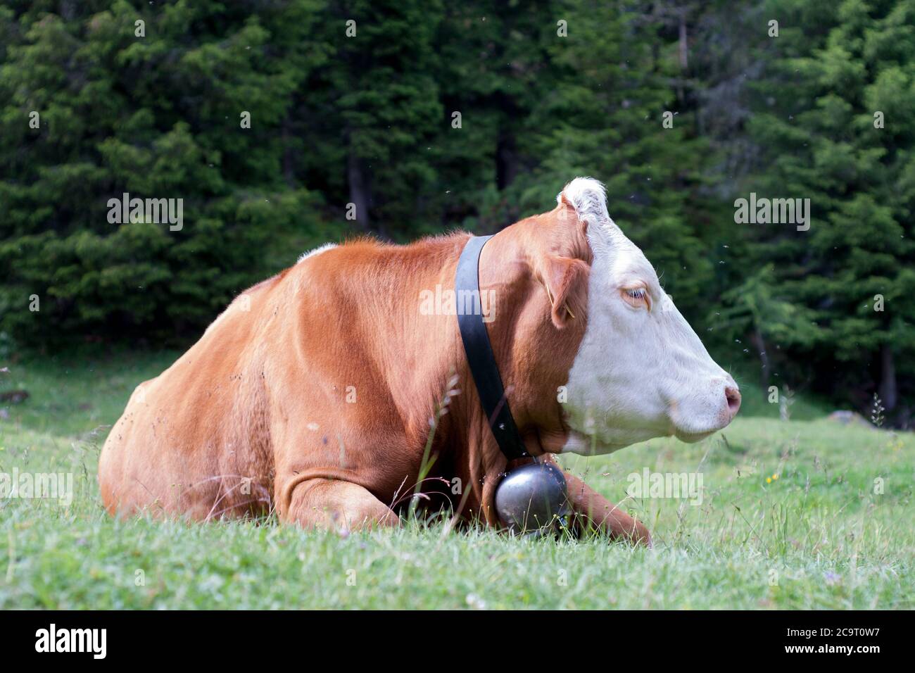 Collom hi-res stock photography and images - Alamy