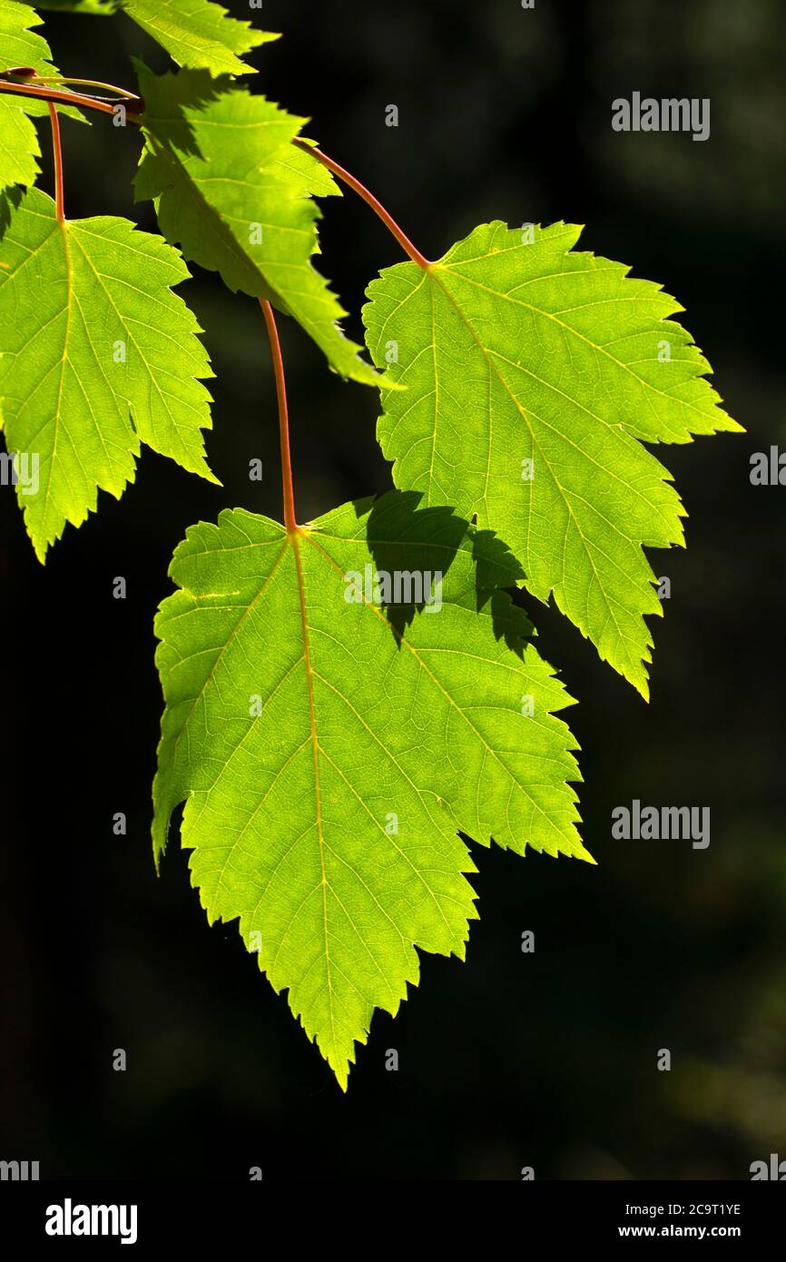 Rocky mountain maple hi-res stock photography and images - Alamy