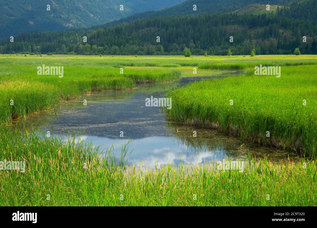 Wetland pond, Boundary-Smith Creek Wildlife Management Area, Idaho ...
