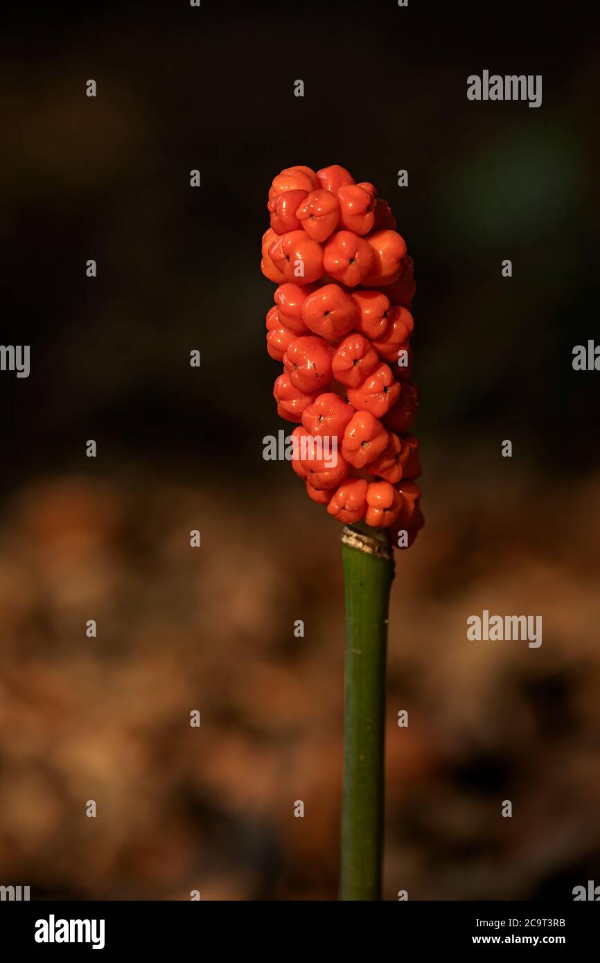 Wild Arum Seed Heads (Arum maculatum Stock Photo - Alamy