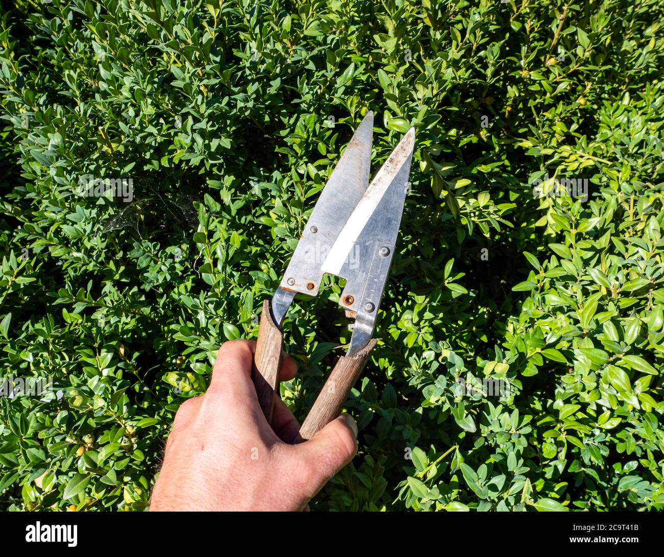 Buxus tree shears hi-res stock photography and images - Alamy