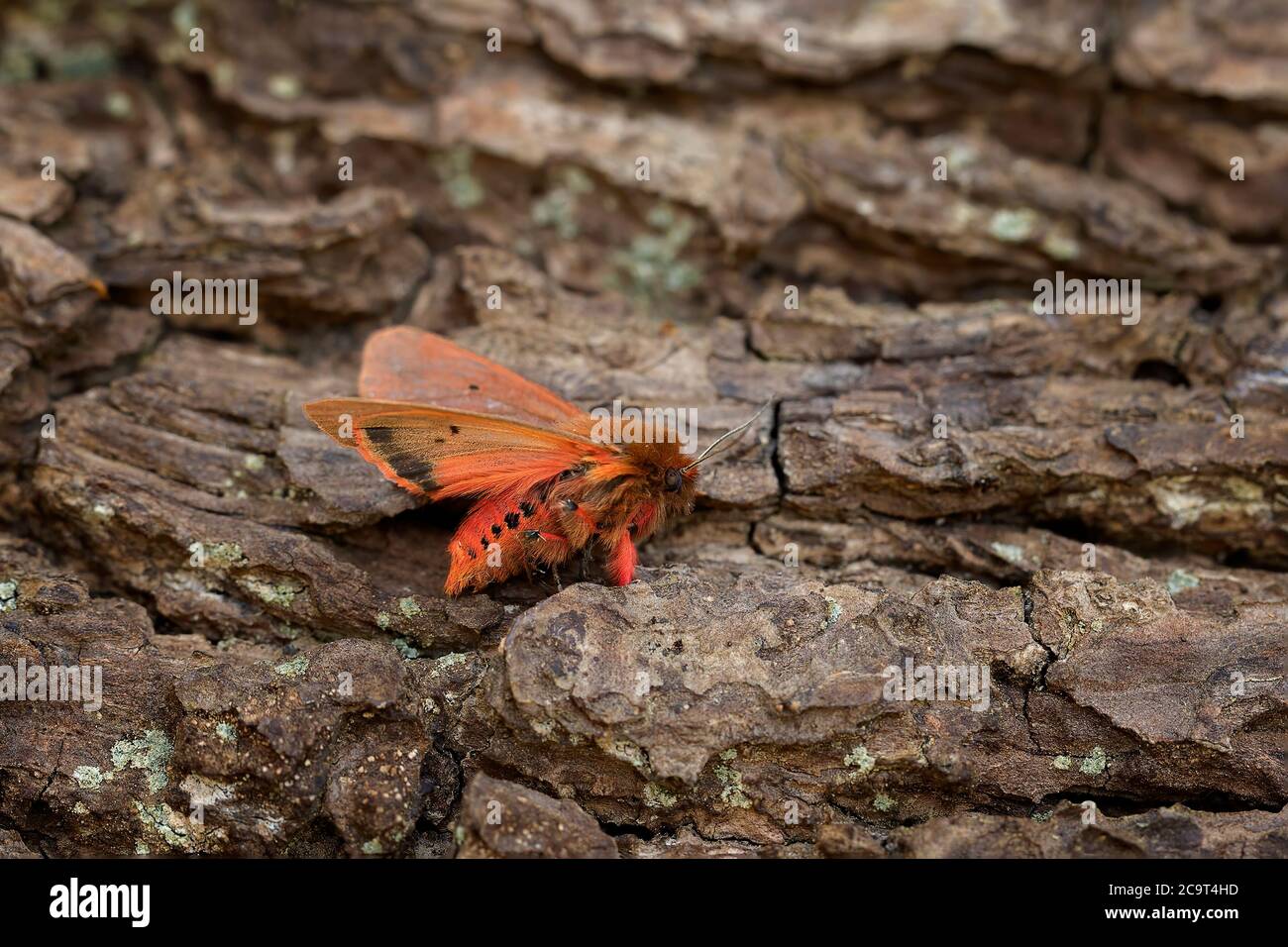 Black moth with red spots hi-res stock photography and images - Alamy