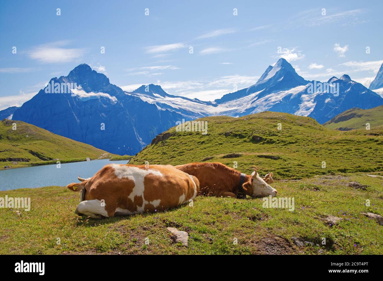 Switzerland bern grindelwald farm in hi-res stock photography and ...