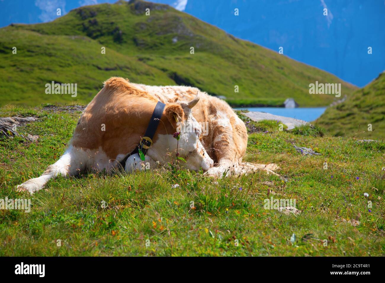 Switzerland bern grindelwald farm in hi-res stock photography and ...