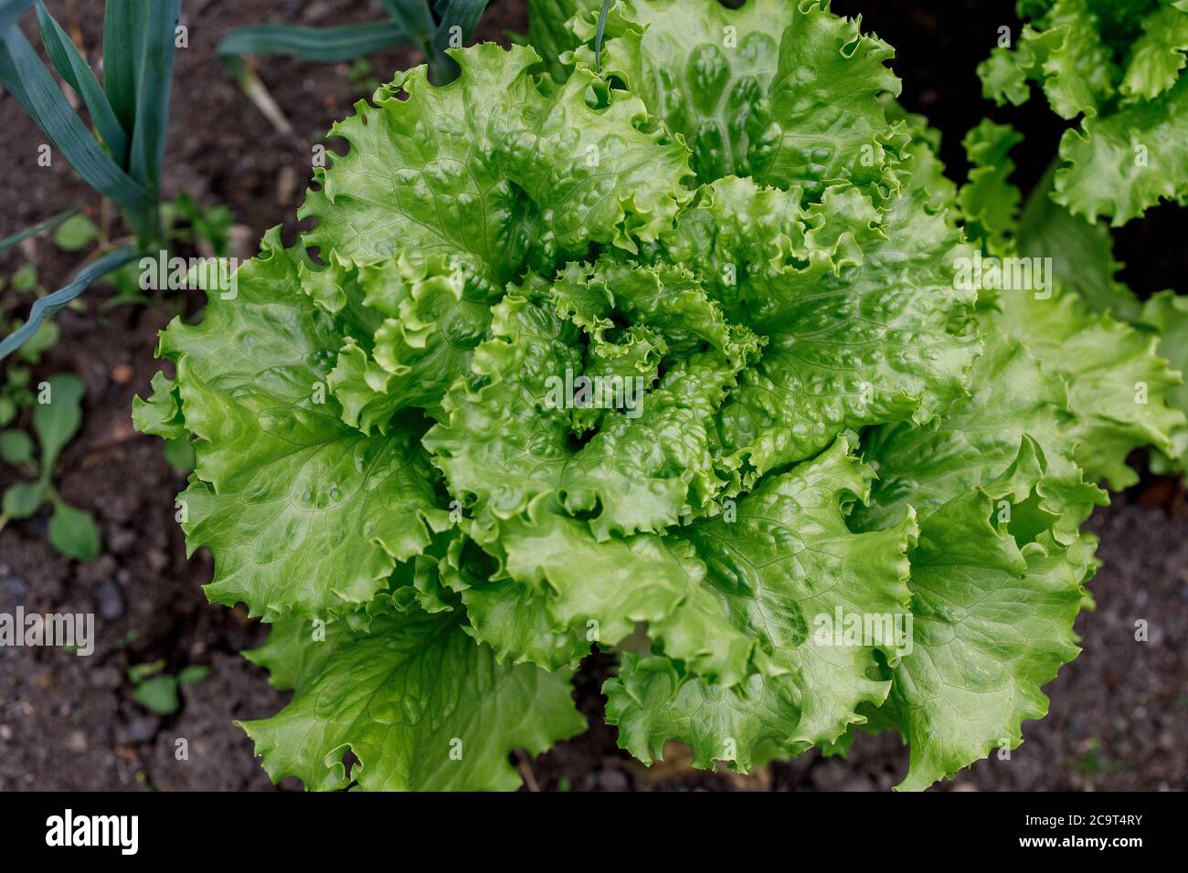Fresh growing green lettuce leaves, close up, top view Stock Photo - Alamy
