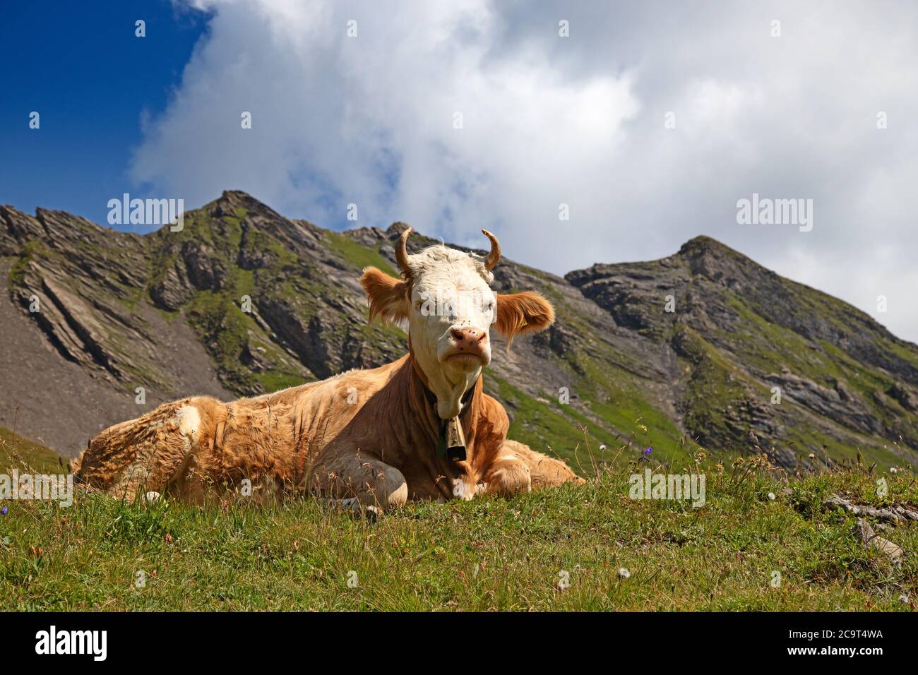 Swiss cow in the alps Stock Photo - Alamy