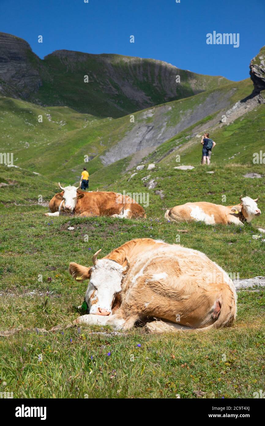 Switzerland bern grindelwald farm in hi-res stock photography and ...