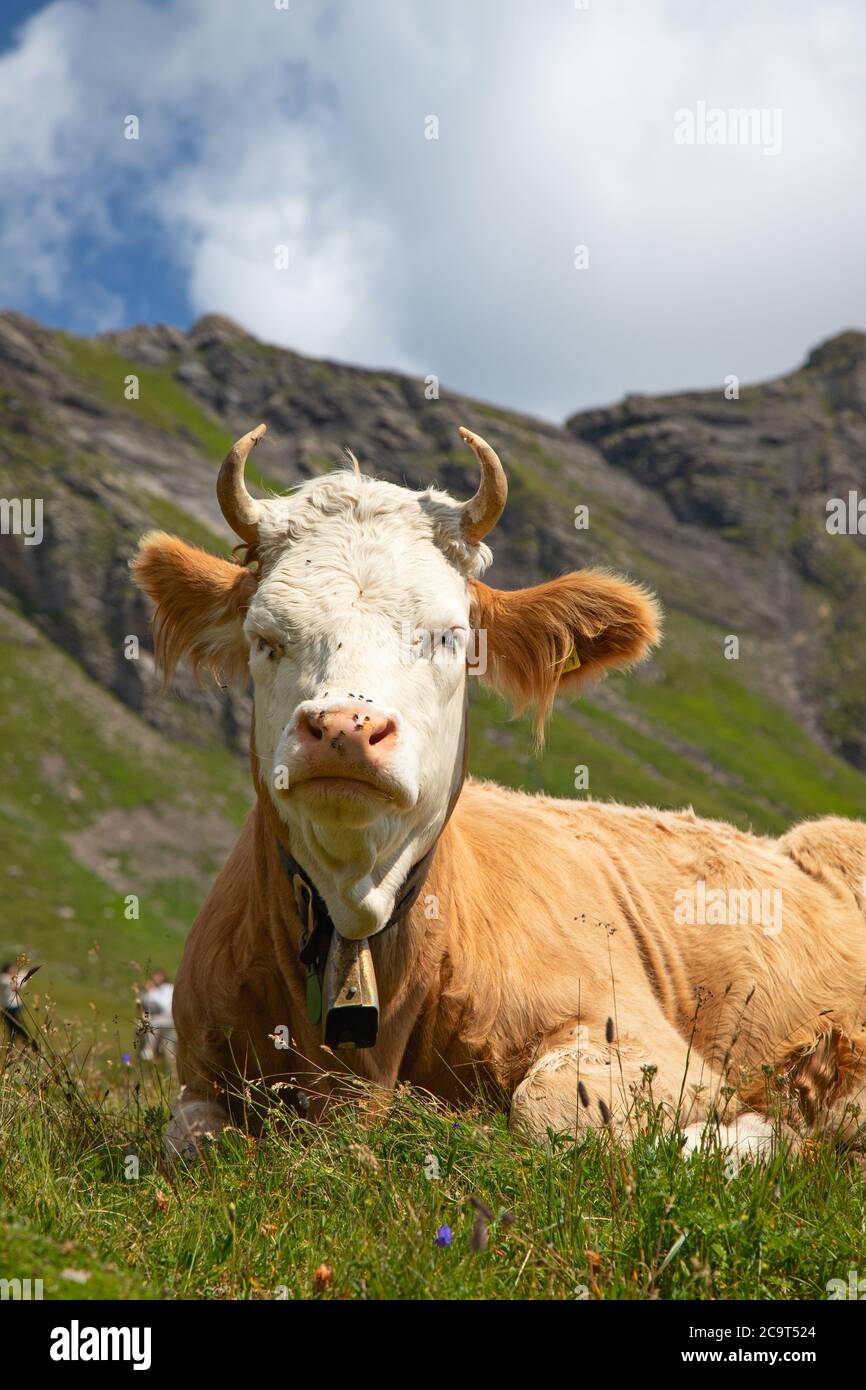 Swiss cow in the alps Stock Photo - Alamy