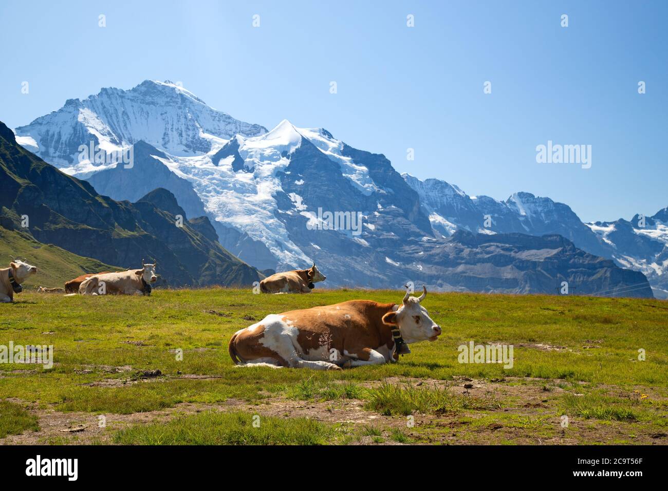Swiss cow in the alps Stock Photo - Alamy