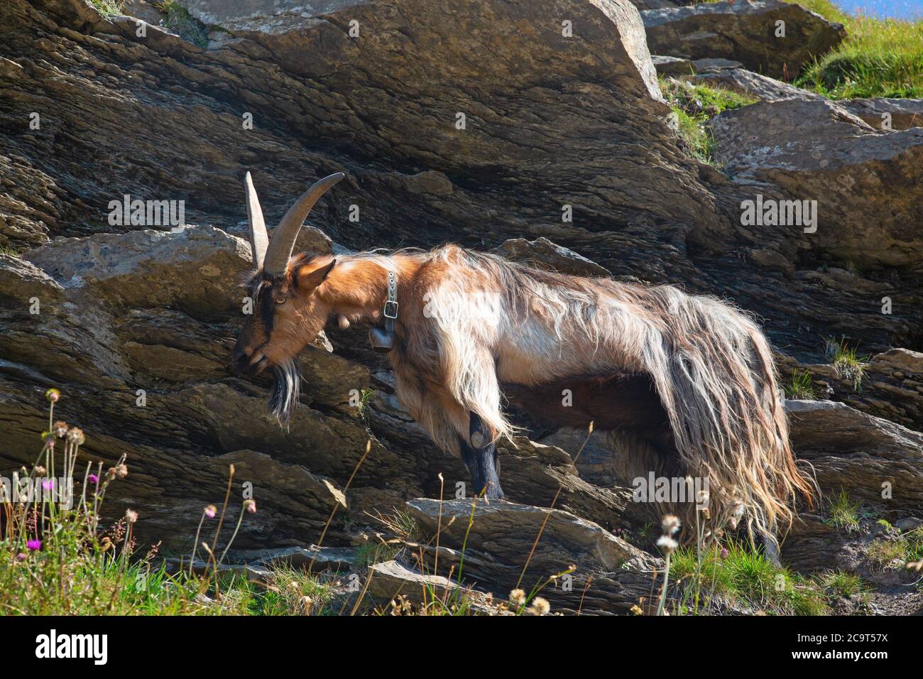 Goat in the swiss alps Stock Photo - Alamy