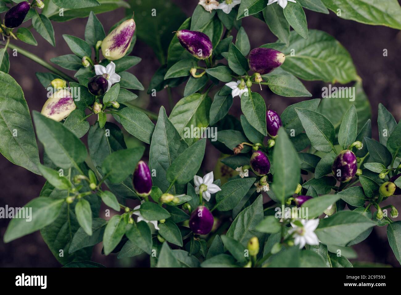 Purple chilies hi-res stock photography and images - Alamy
