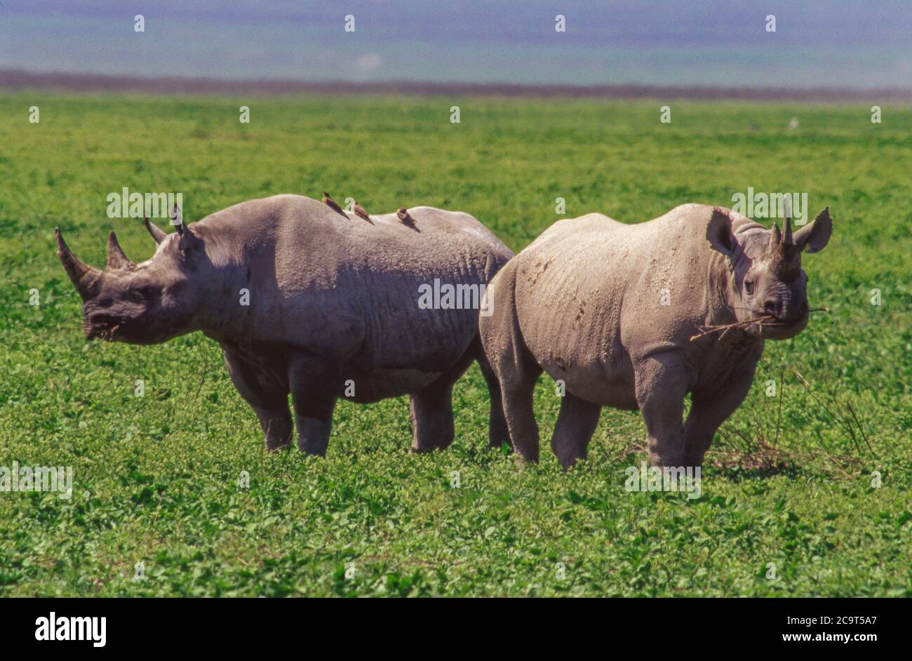 Black rhino, Ngorongoro Crater, Tanzania; critically endangered species ...