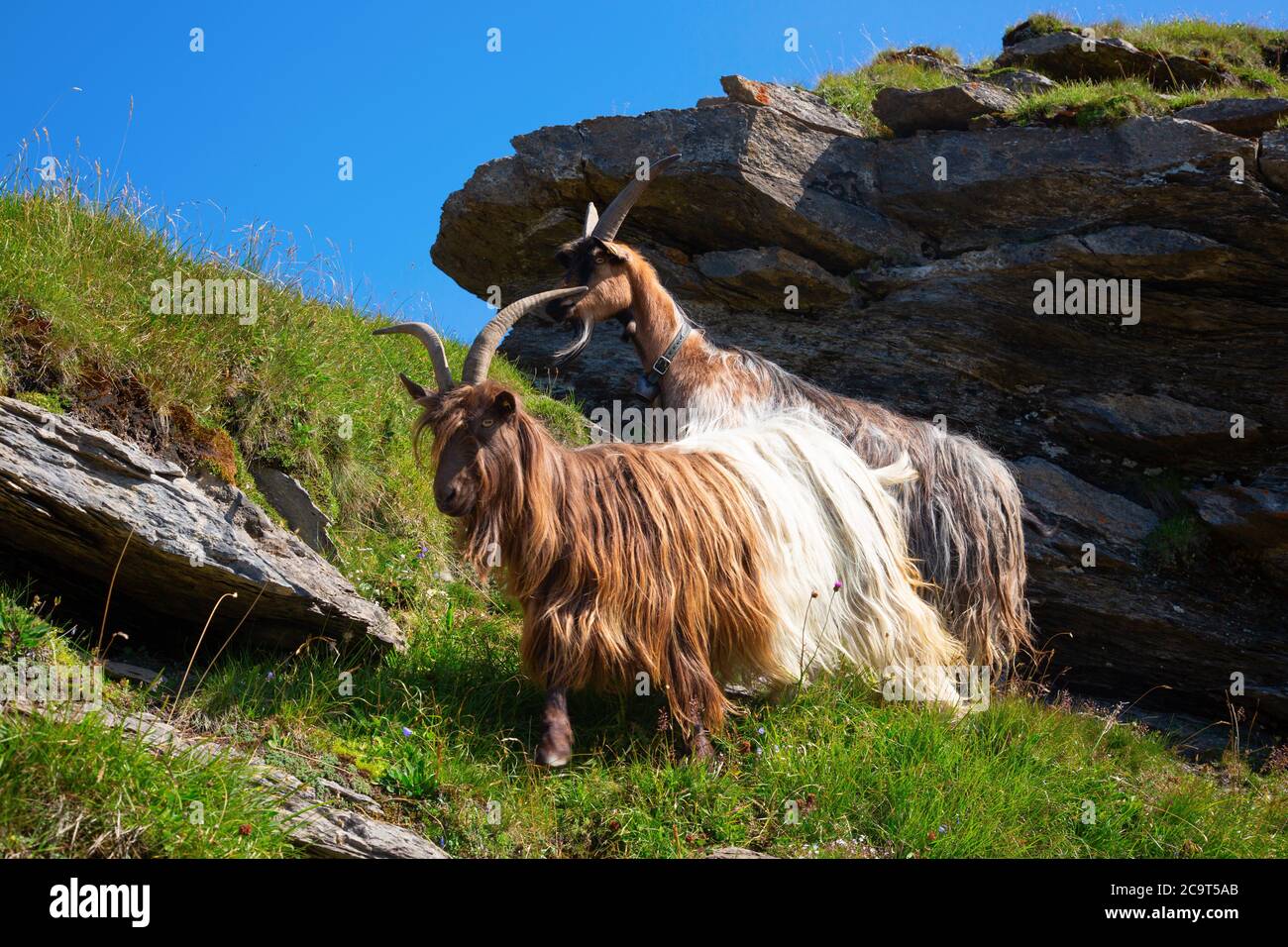 Goat in the swiss alps Stock Photo - Alamy