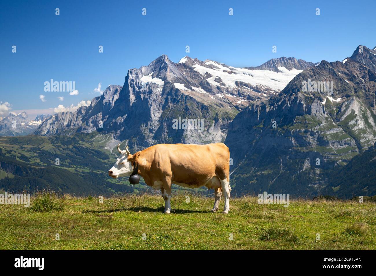 Swiss cow in the alps Stock Photo - Alamy