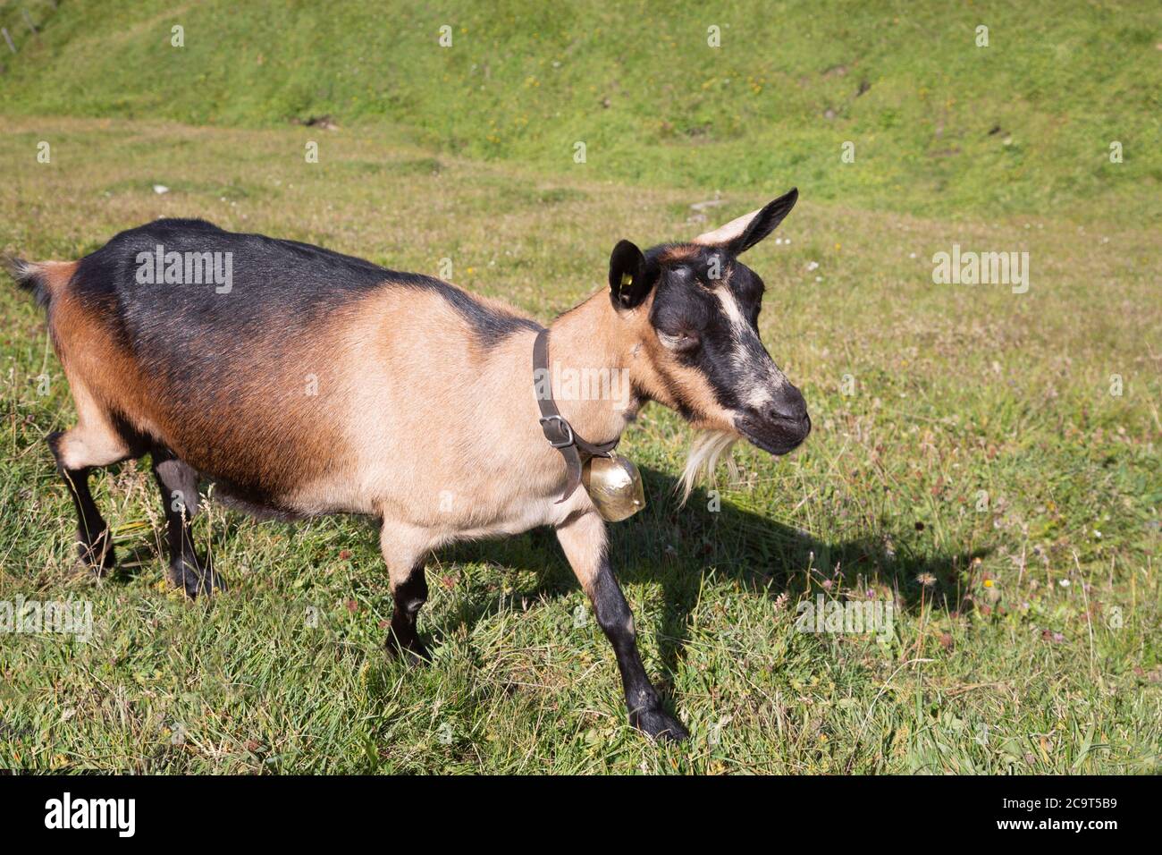 Goat in the swiss alps Stock Photo - Alamy