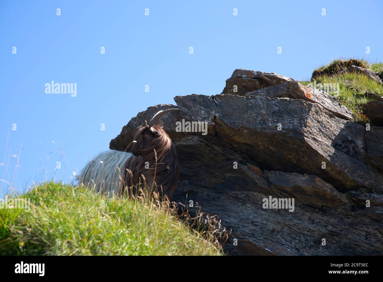 Goat in the swiss alps Stock Photo - Alamy