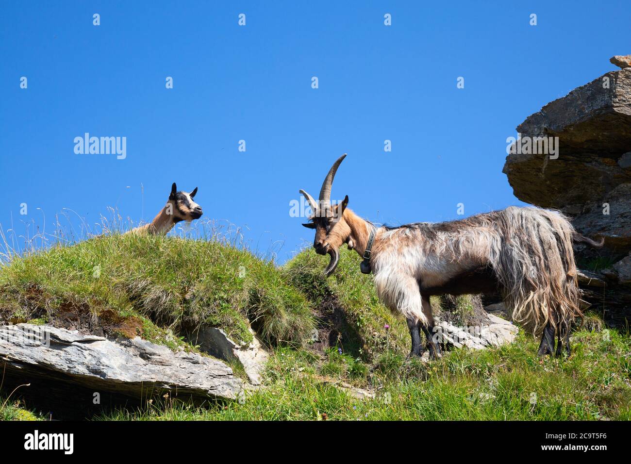 Goat in the swiss alps Stock Photo - Alamy