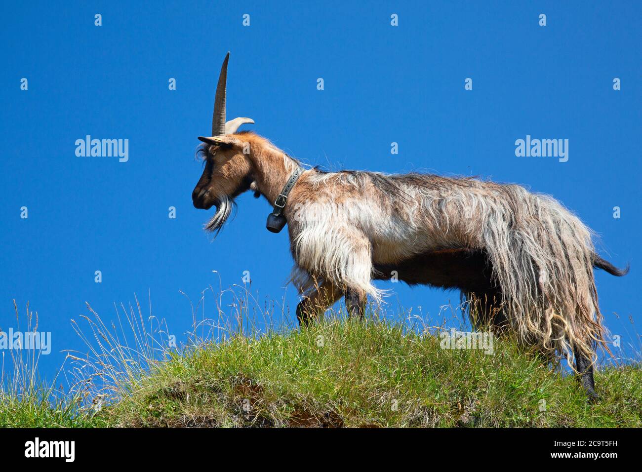 Goat in the swiss alps Stock Photo - Alamy
