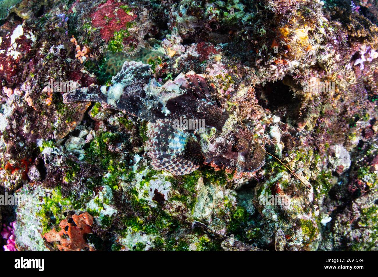 A venomous Scorpionfish blends in to a coral reef in Indonesia. These ...