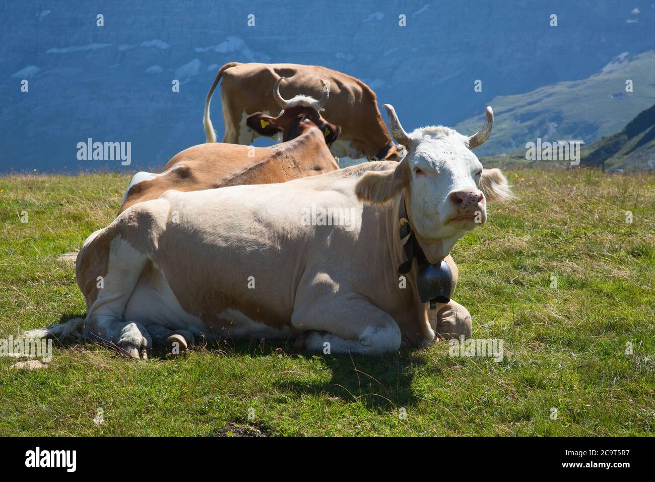 Swiss cow in the alps Stock Photo - Alamy