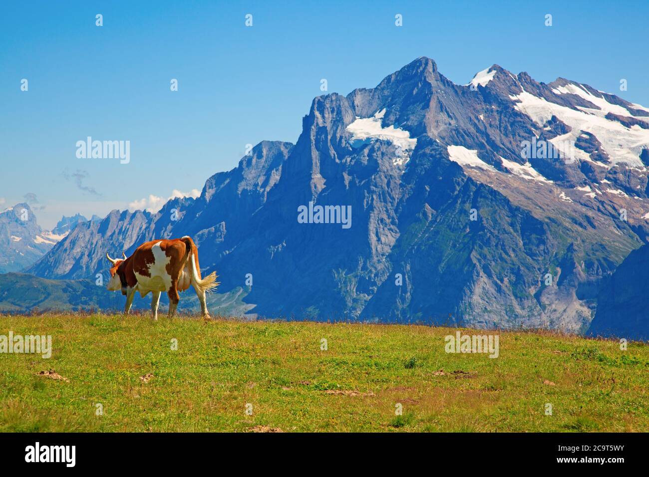 Swiss cow in the alps Stock Photo - Alamy