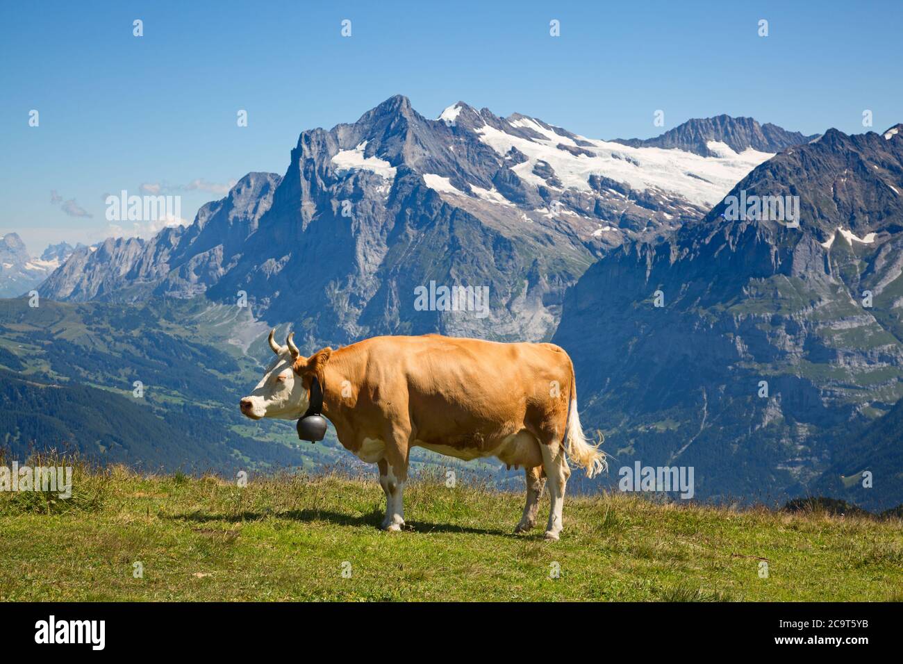 Swiss cow in the alps Stock Photo - Alamy