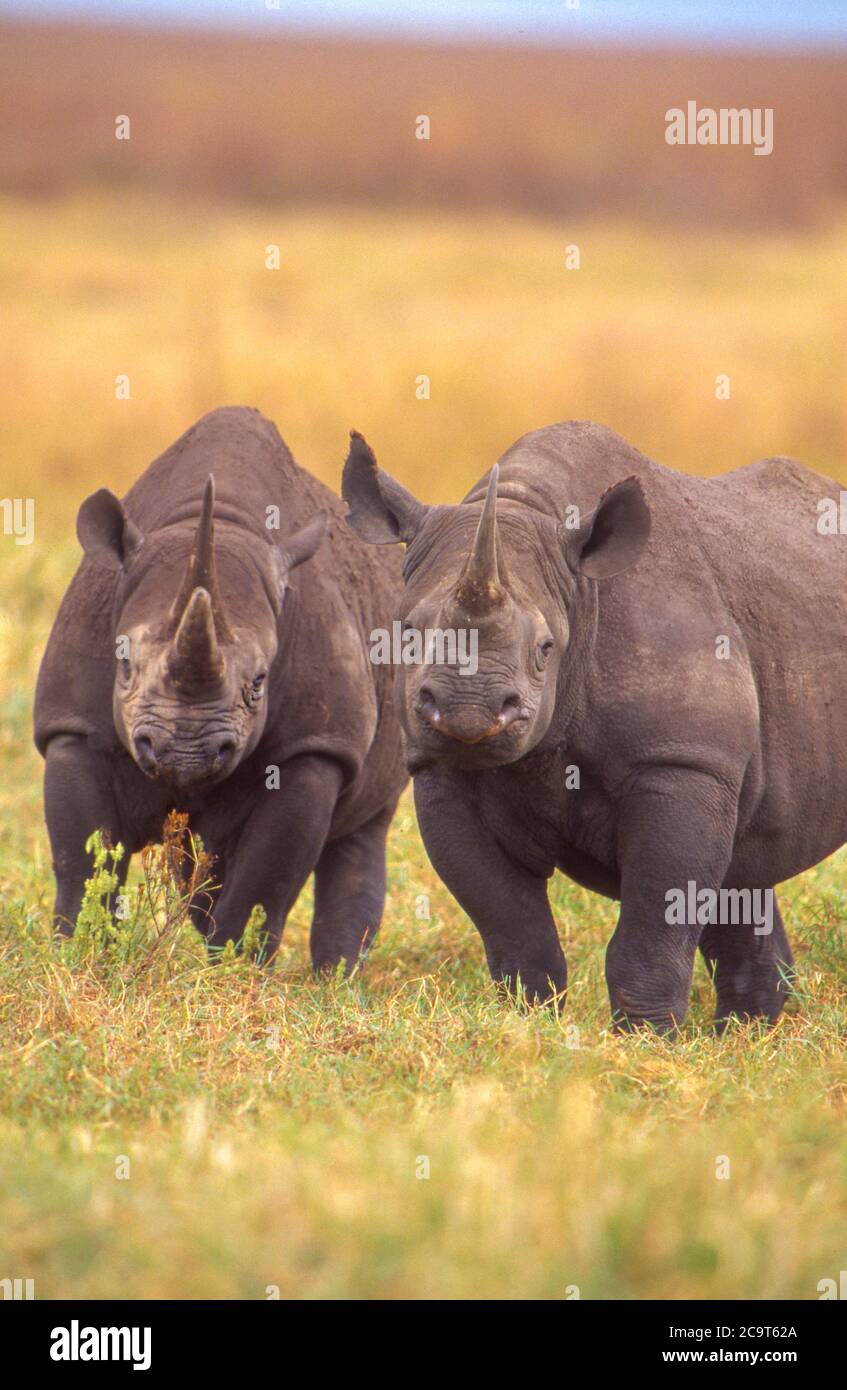Black rhino, Ngorongoro Crater, Tanzania; critically endangered species ...