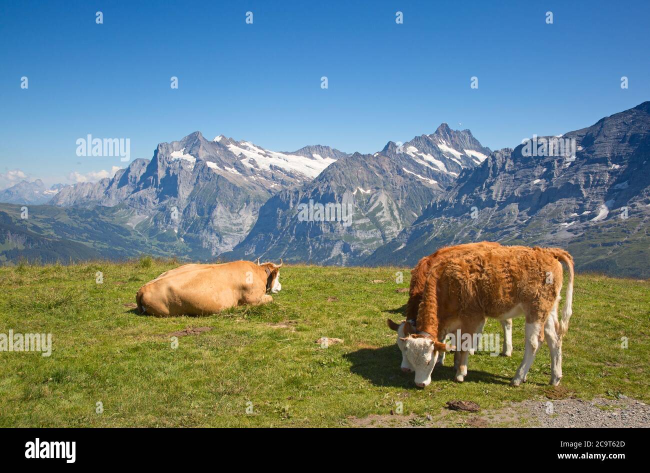 Swiss cow in the alps Stock Photo - Alamy