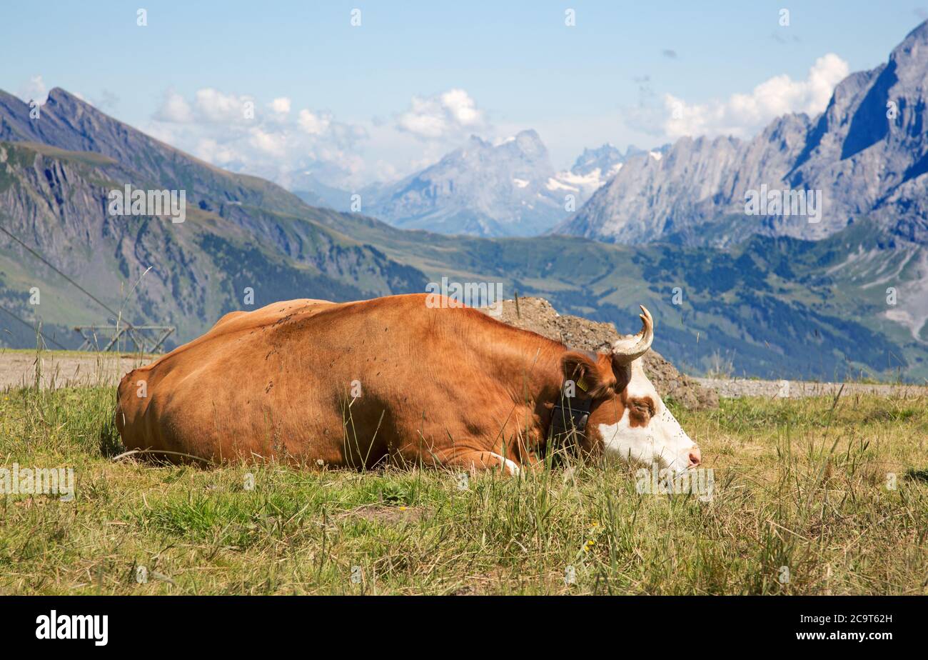 Swiss cow in the alps Stock Photo - Alamy