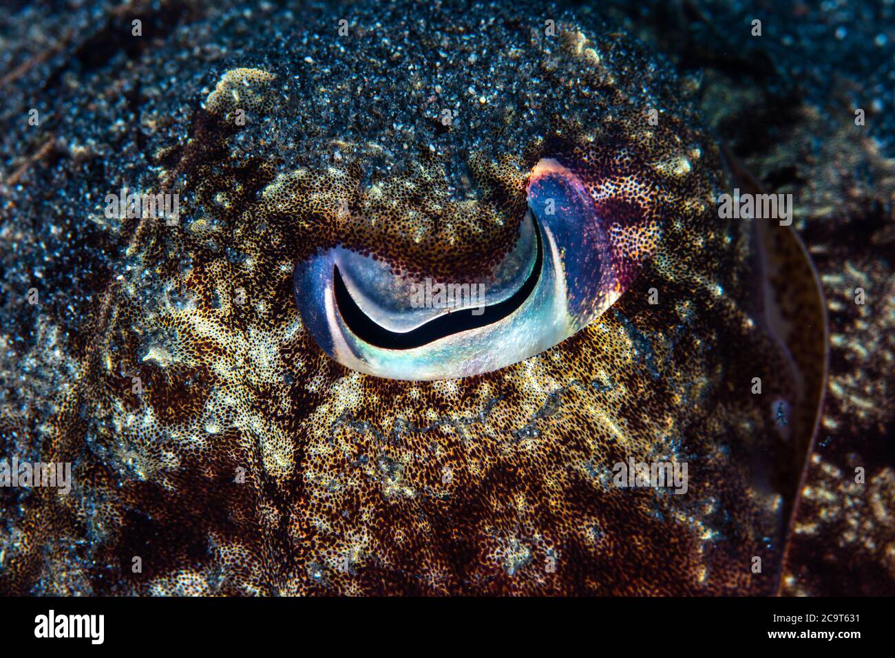 Detail of the eye of a Needle cuttlefish, Sepia aculeata, living on a ...