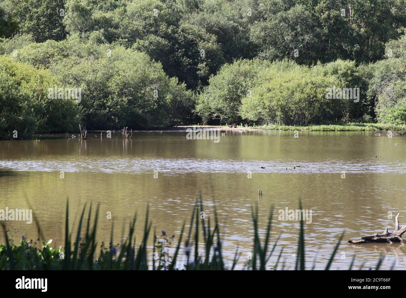 Great Stew Pond, Looking South view from North, SSSI, Epsom and Ewell ...