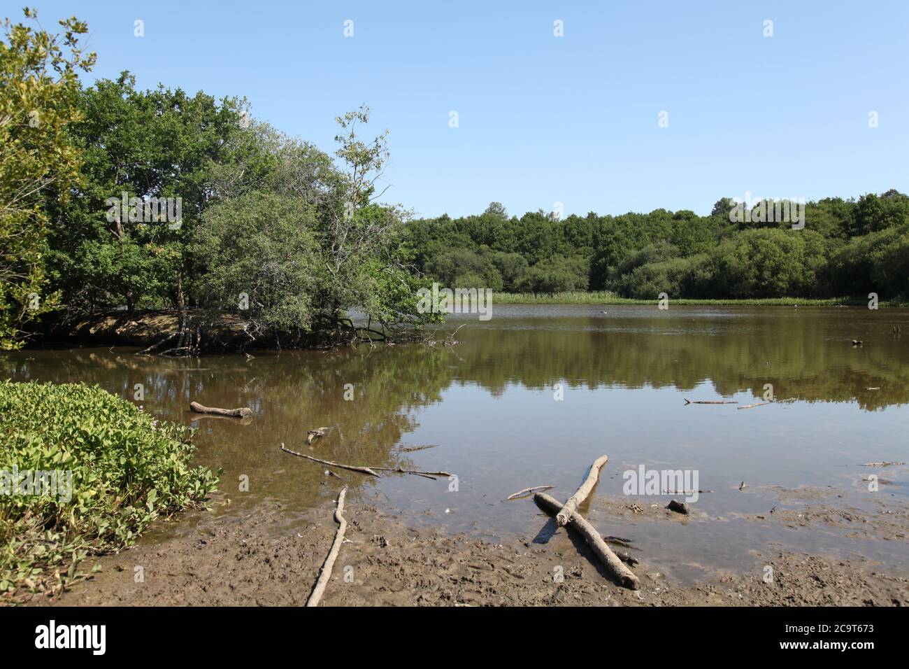 Great Stew Pond, Southern Side looking North, SSSI, Epsom and Ewell ...