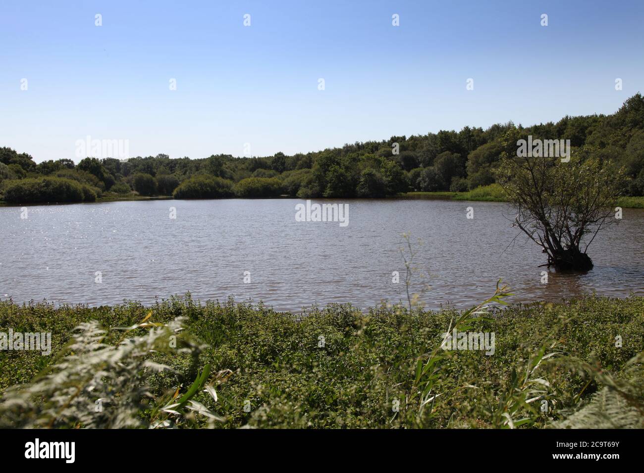 Stew pond hi-res stock photography and images - Alamy