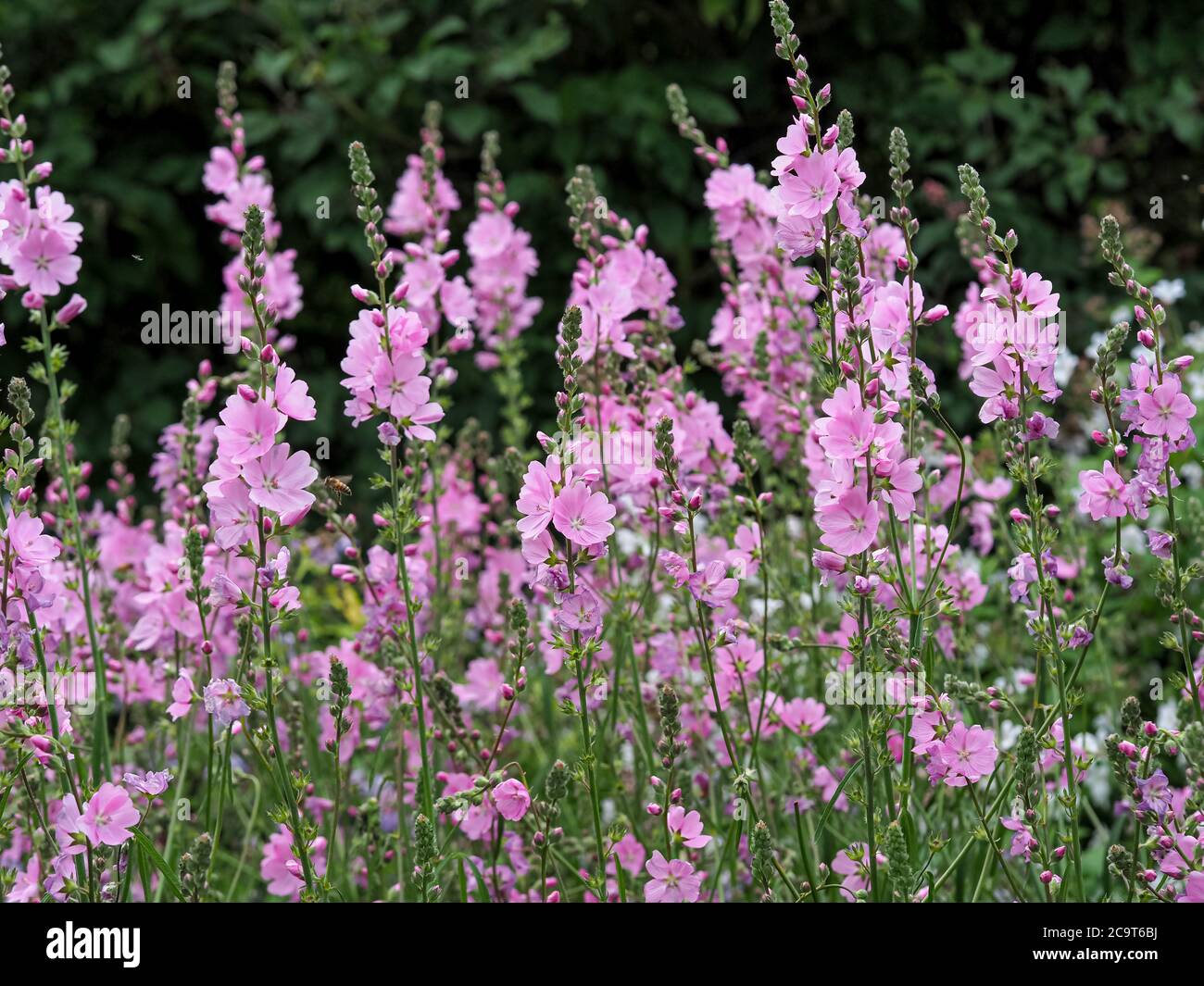 Pink prairie mallow flowers hi-res stock photography and images - Alamy