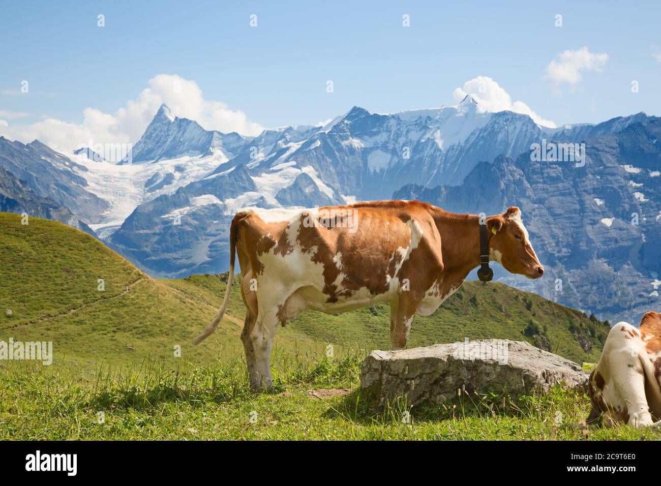 Swiss cow in the alps Stock Photo - Alamy