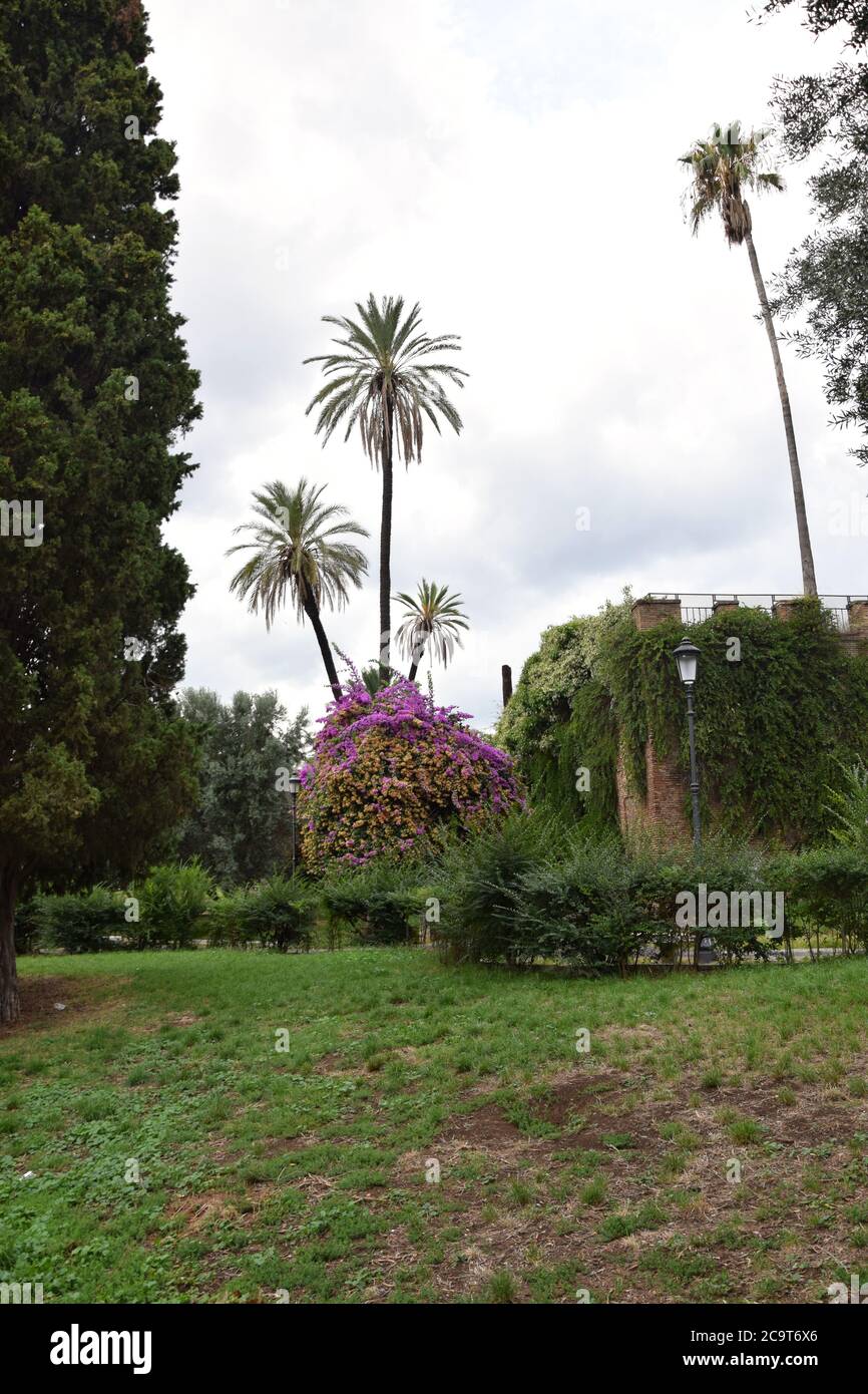 Palm Trees along the Streets of Rome Stock Photo - Alamy