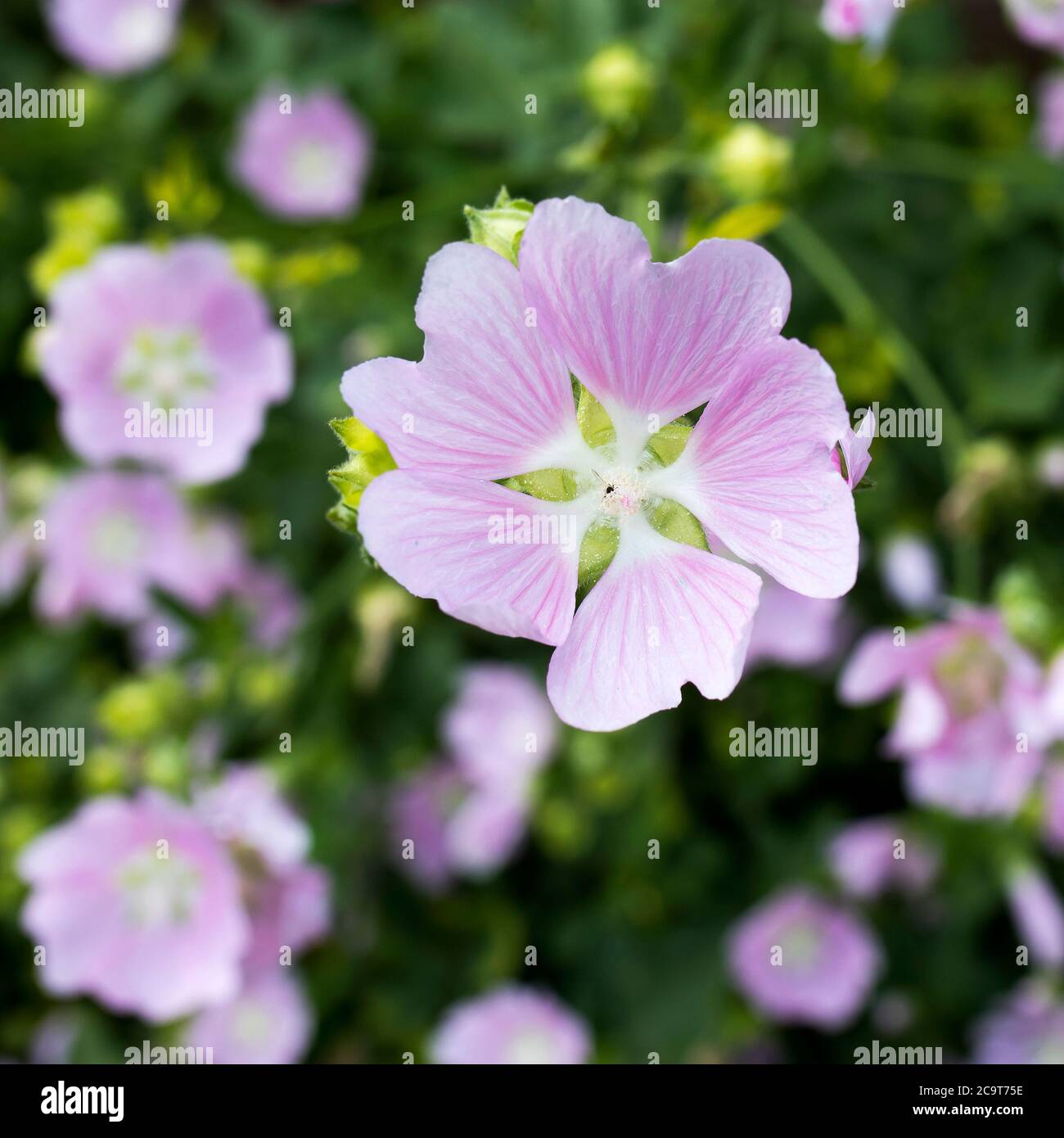 Althea officinalis althaea officinalis hi-res stock photography and ...