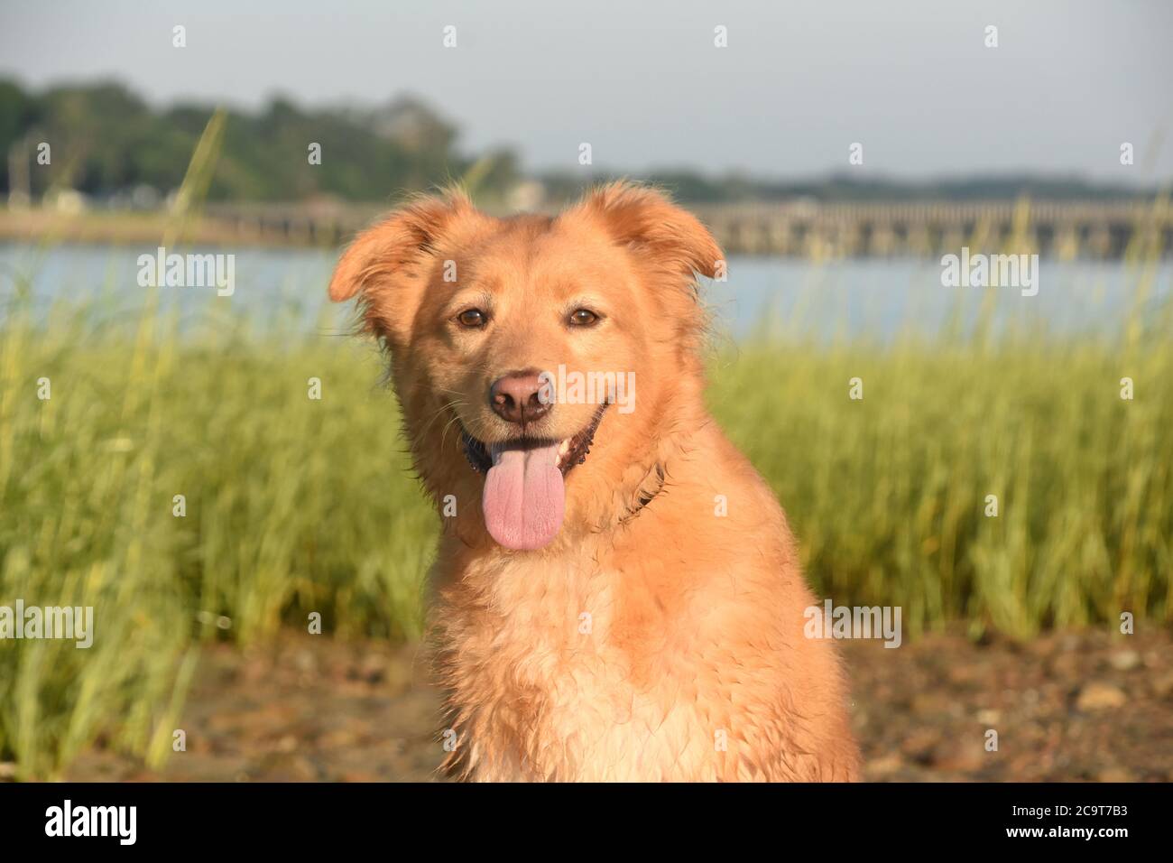 Little red duck dog hi-res stock photography and images - Alamy