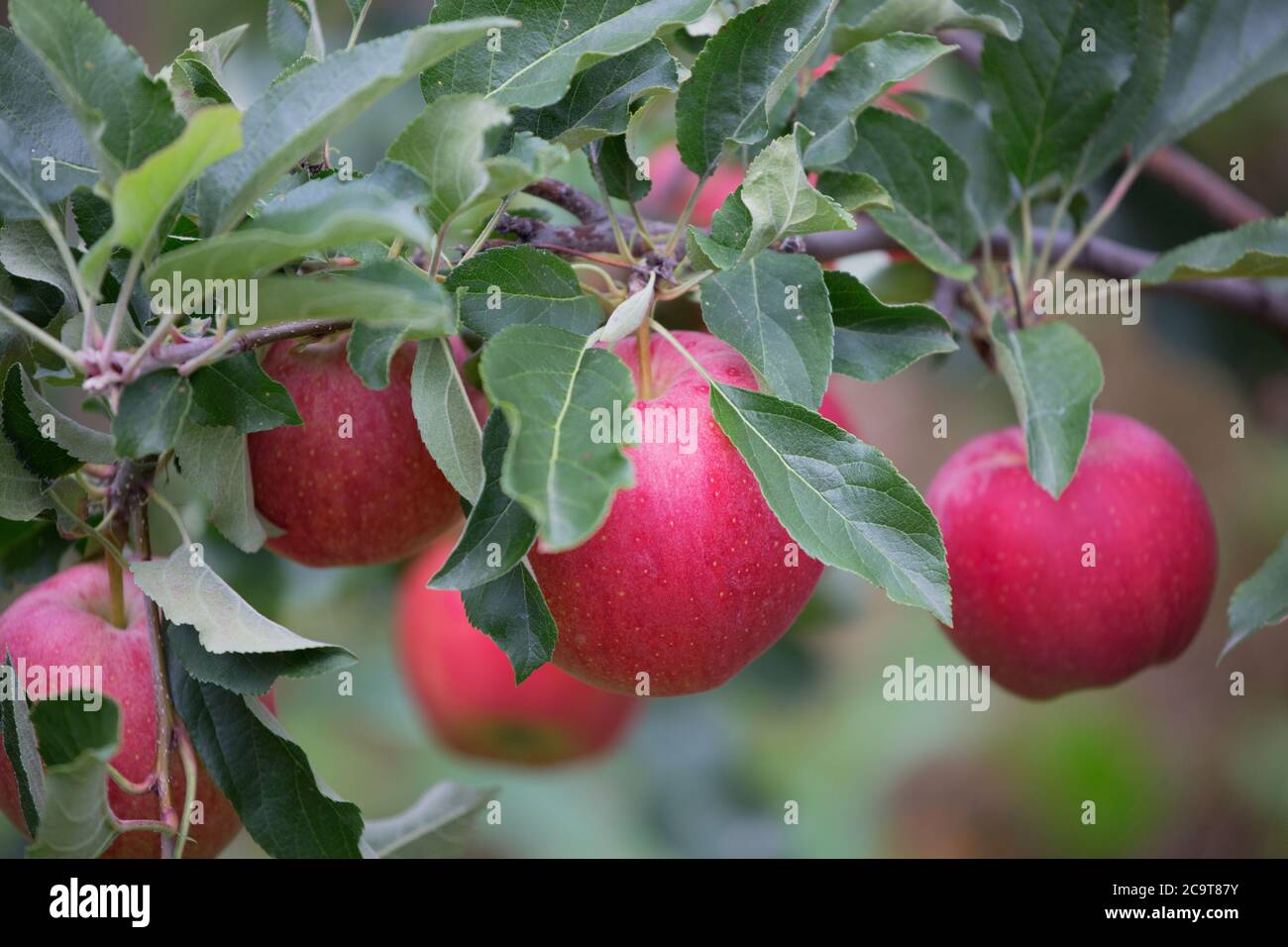 Apple garden full of riped red apples Stock Photo - Alamy
