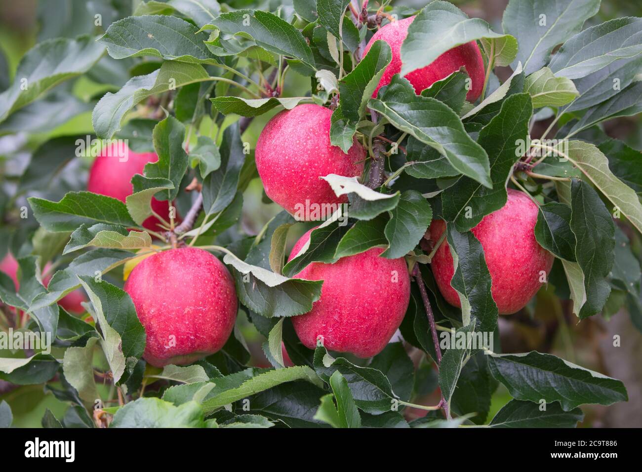 Apple garden full of riped red apples Stock Photo - Alamy
