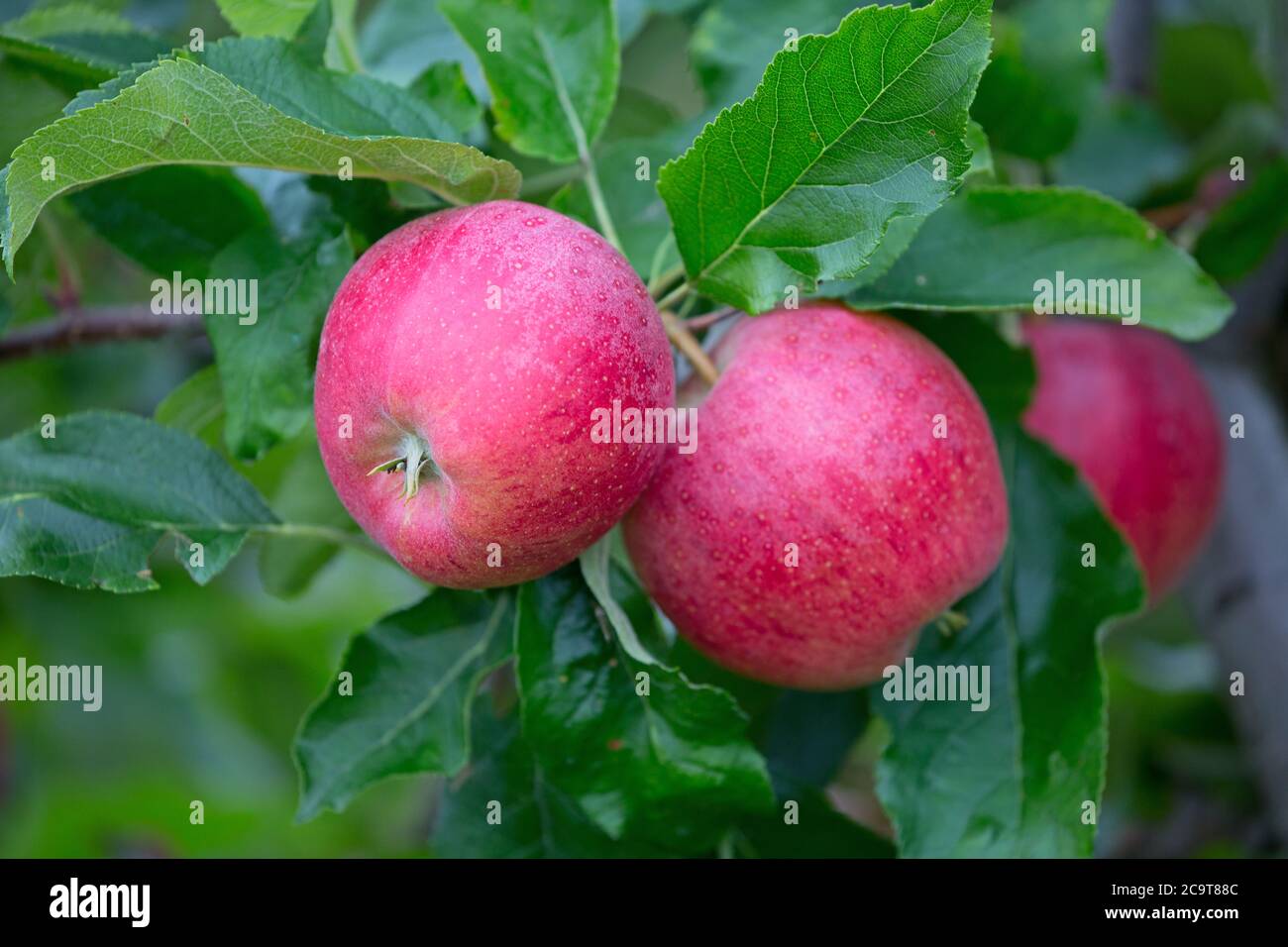 Apple garden full of riped red apples Stock Photo - Alamy