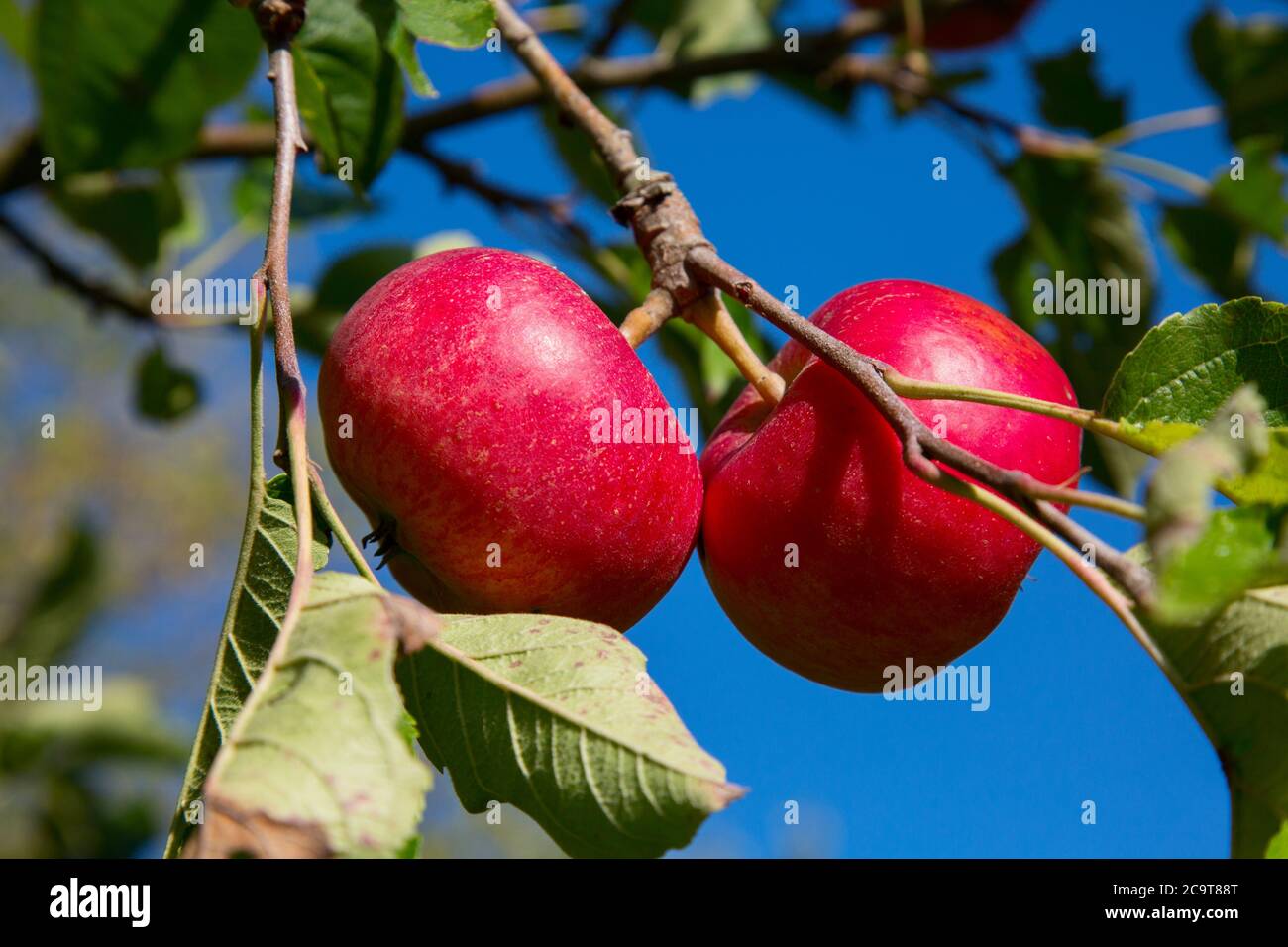 Apple garden full of riped red apples Stock Photo - Alamy