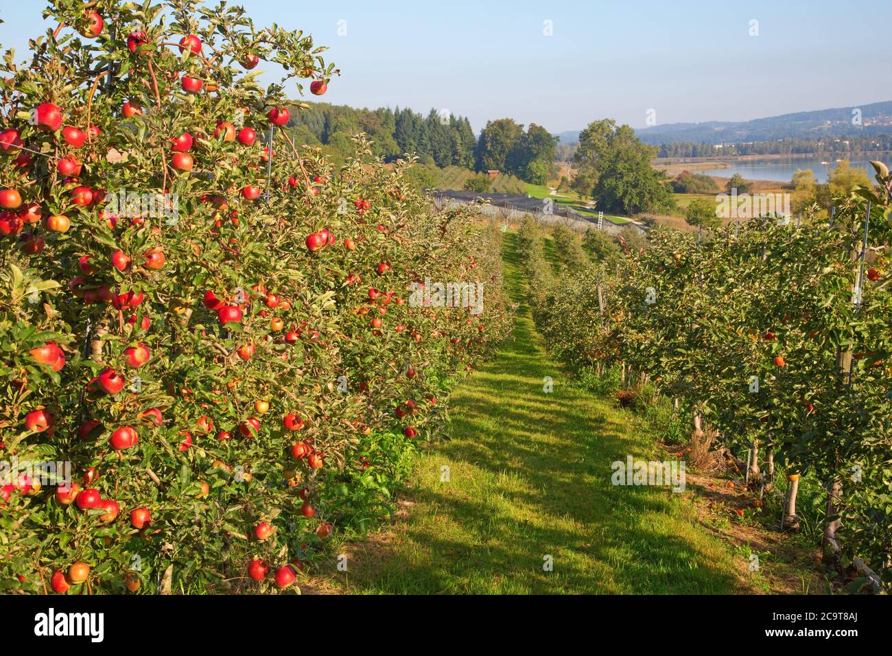 Apple garden full of riped red apples Stock Photo - Alamy