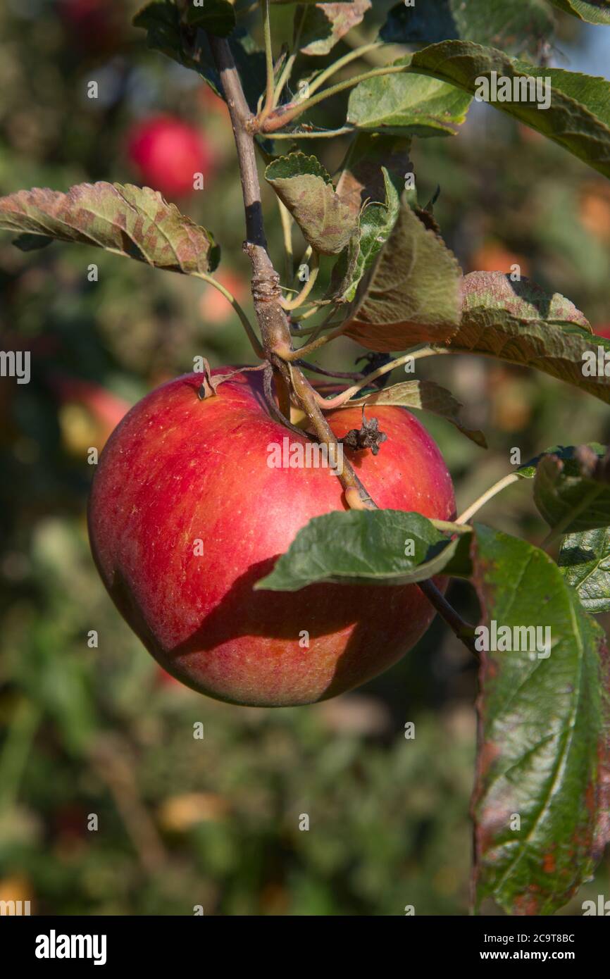 Apple garden full of riped red apples Stock Photo - Alamy