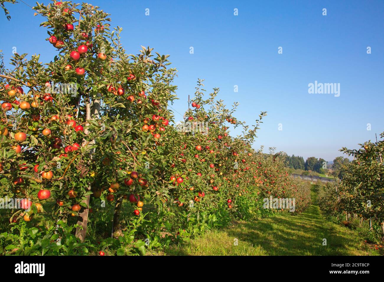 Apple garden full of riped red apples Stock Photo - Alamy