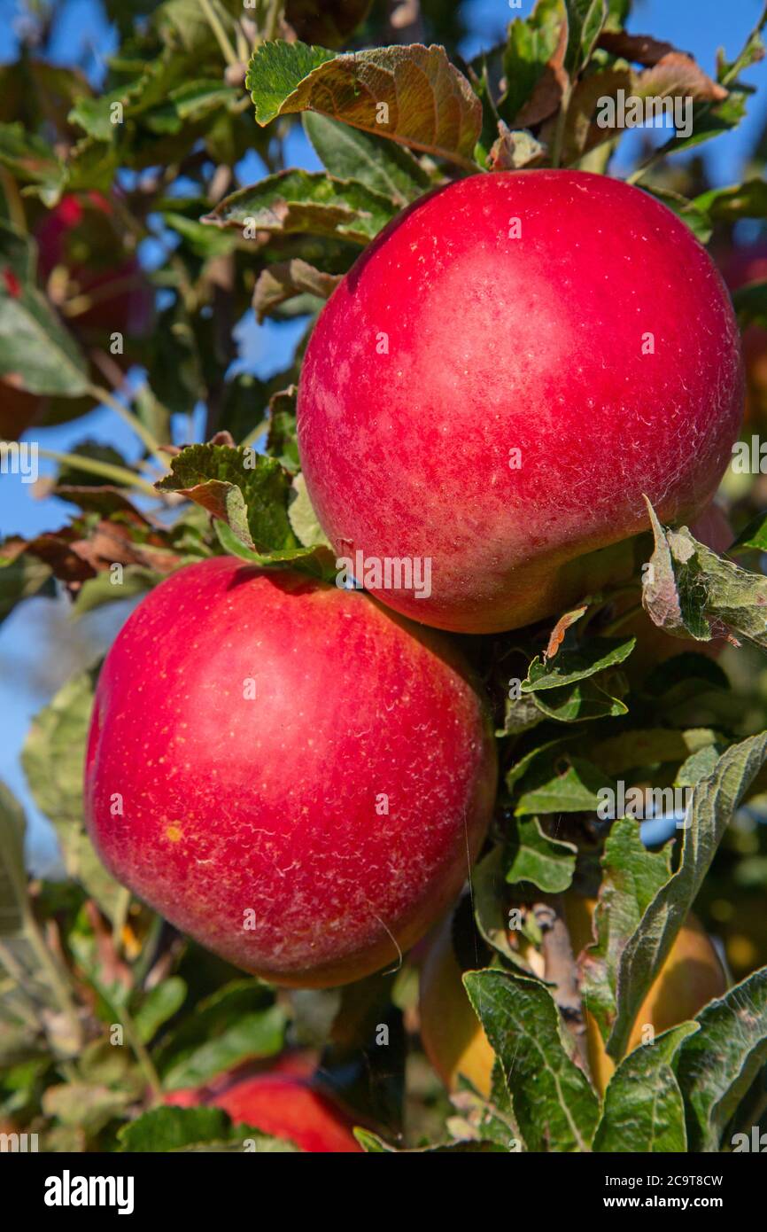 Apple garden full of riped red apples Stock Photo - Alamy
