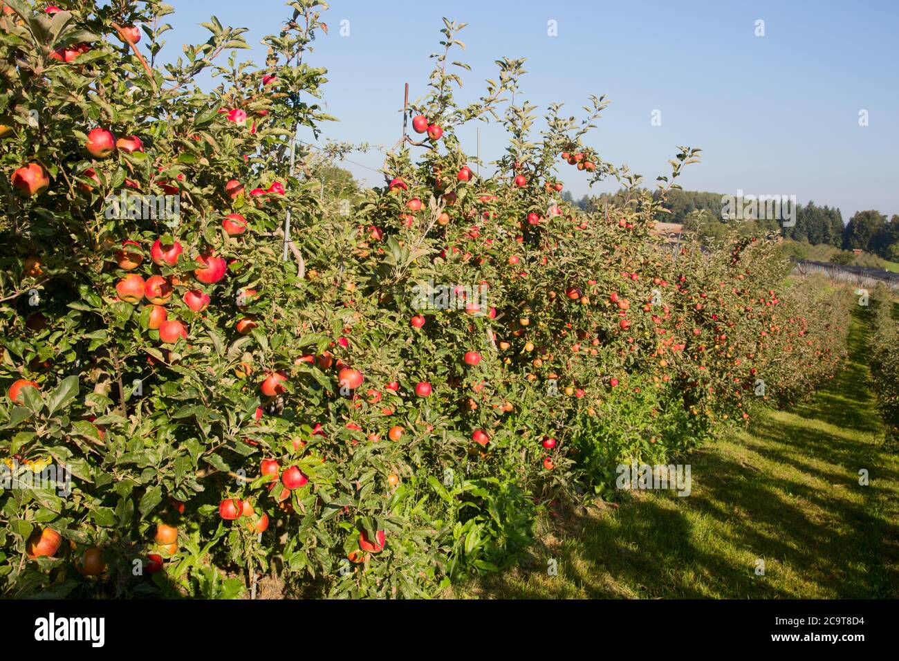 Apple garden full of riped red apples Stock Photo - Alamy