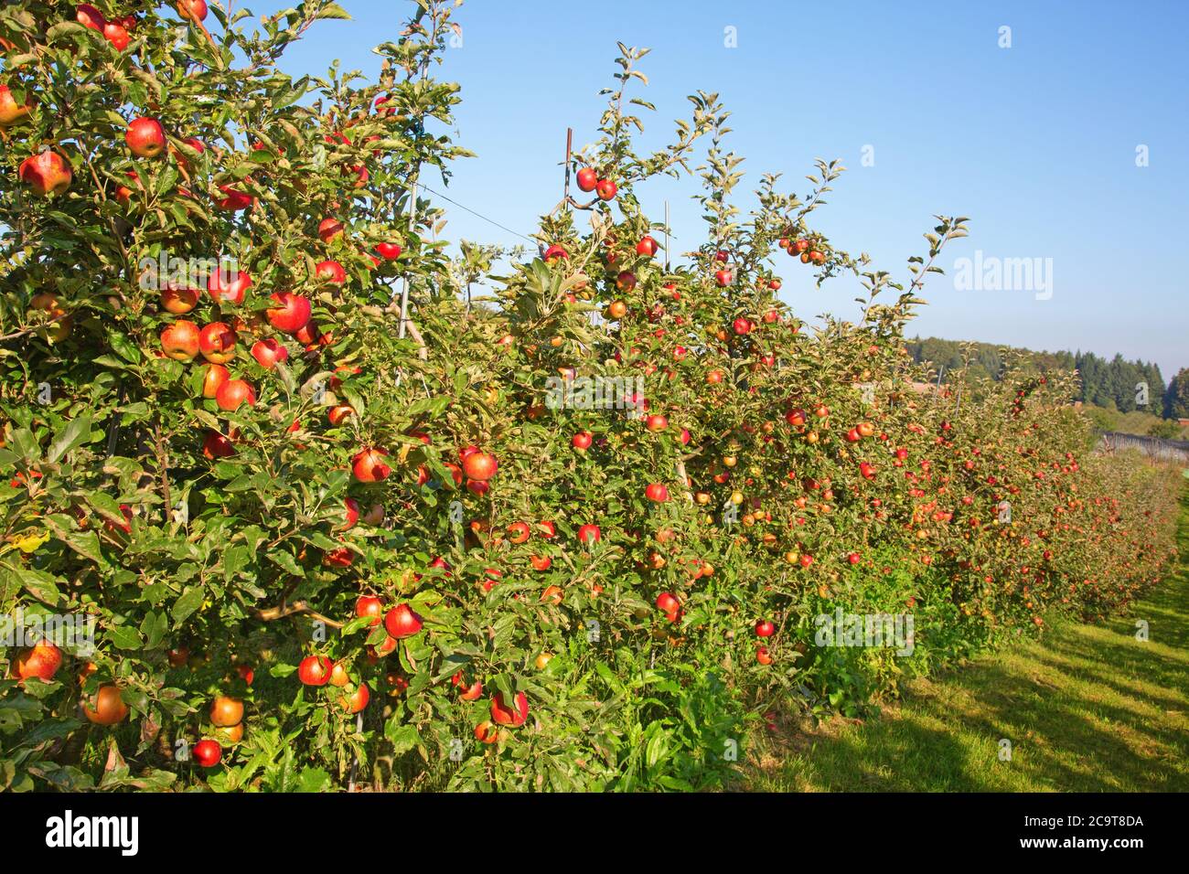 Apple garden full of riped red apples Stock Photo - Alamy